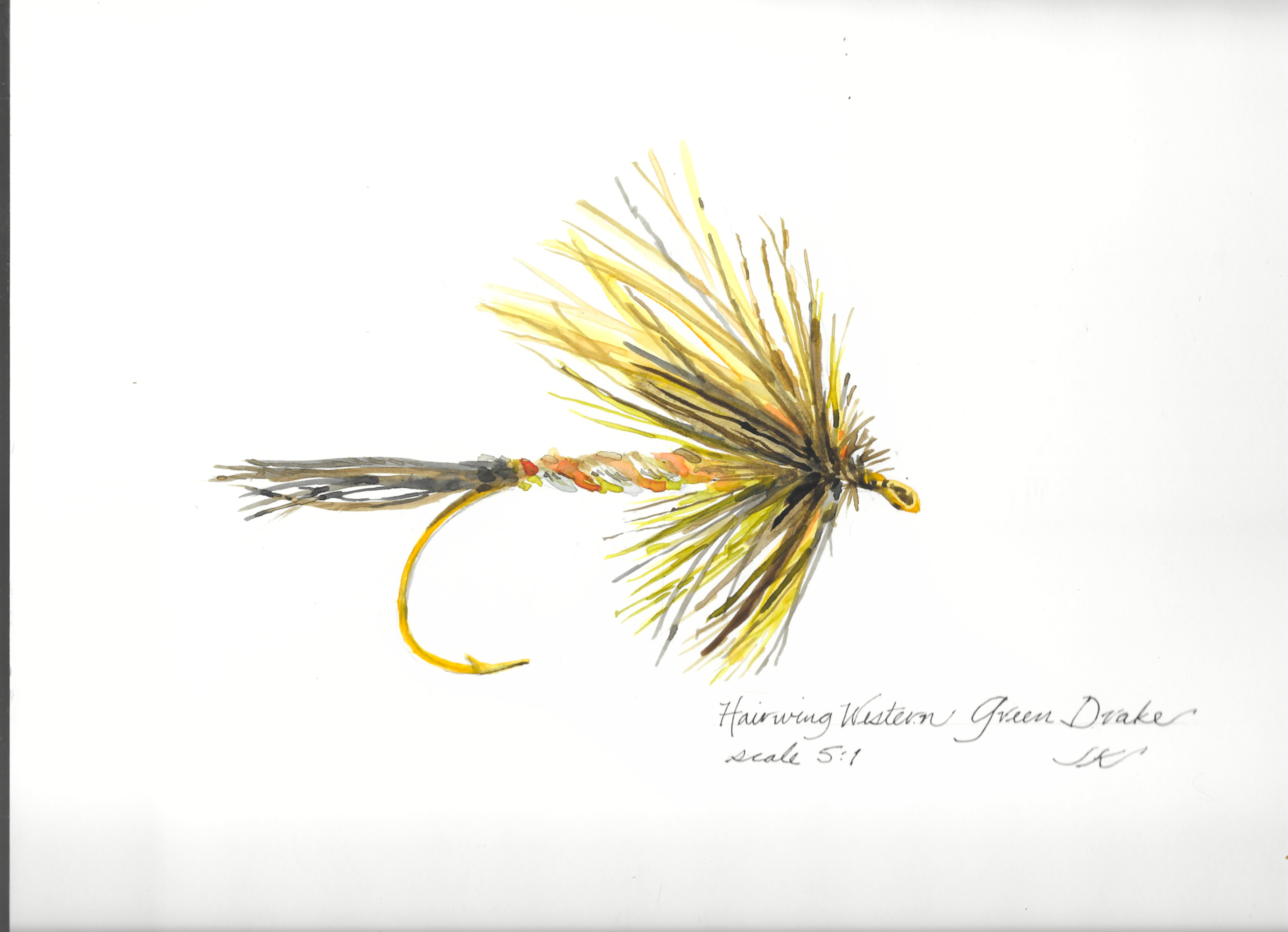 Hairwing Western Green Drake – Jean Krueger Fine Art